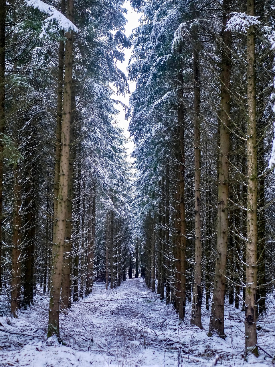 森林 树木 雪 Pixabay上的免费照片 Pixabay