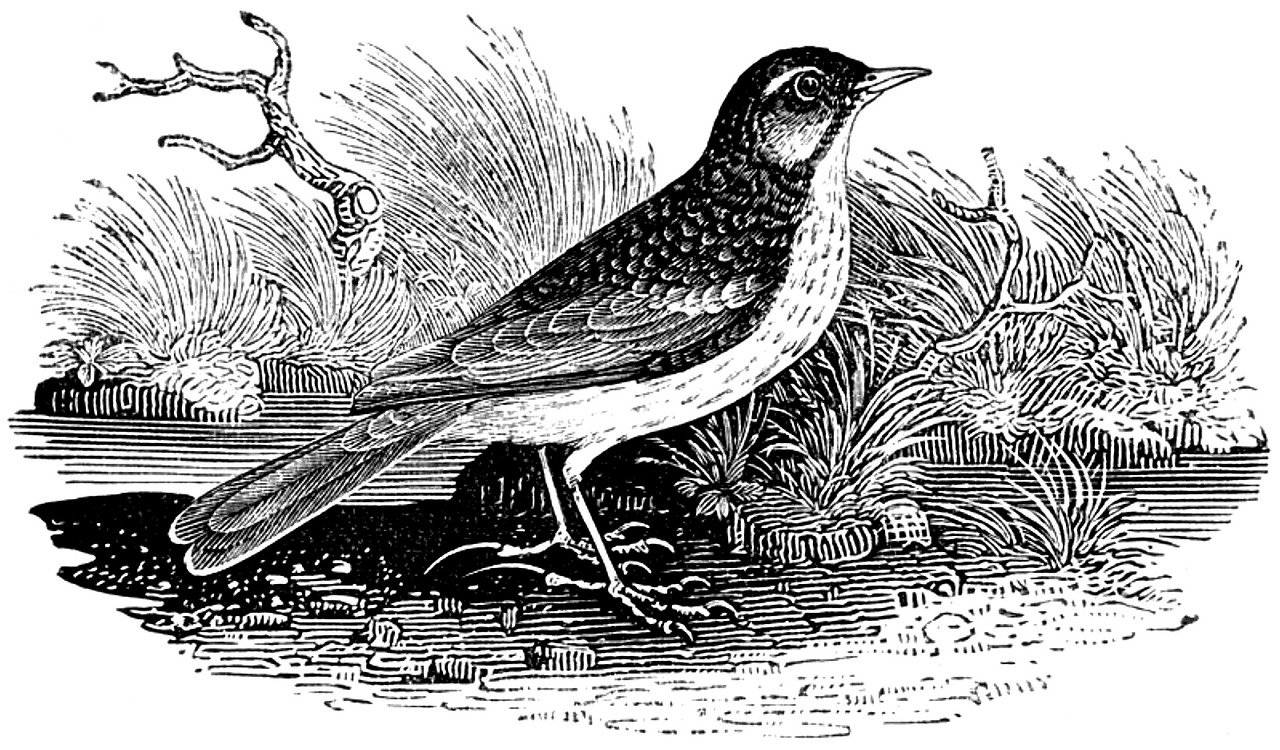 Download Meadow Pipit, Bird, Songbird. Royalty-Free Stock Illustration ...