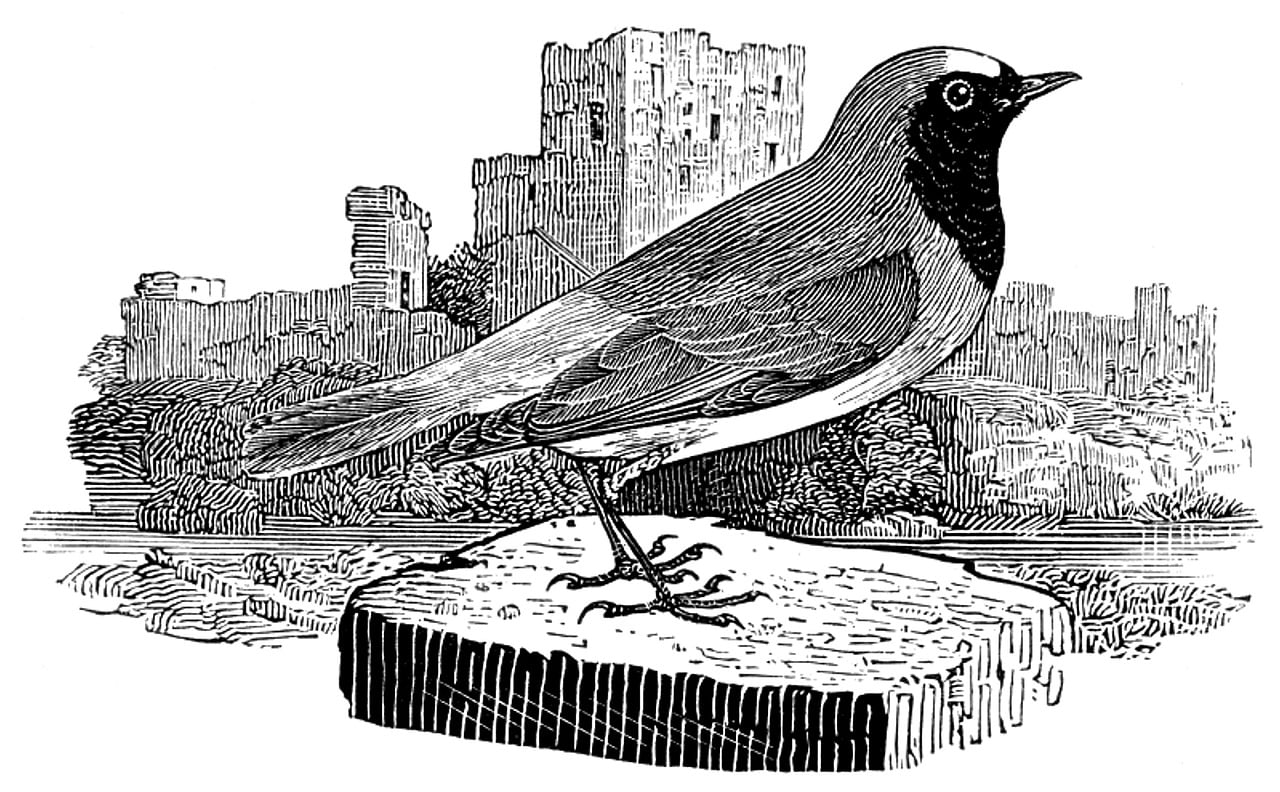 Download Redstart Bird Engraving Royalty-Free Stock Illustration Image ...