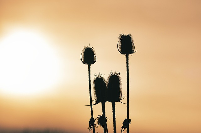 Light The Shade Sunrise - Free photo on Pixabay