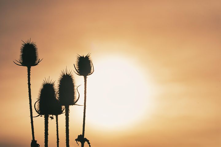 100+ Free Sunrise Shades & Sunrise Photos - Pixabay