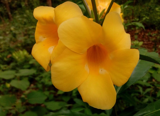 Keemasan Terompet Allamanda - Foto gratis di Pixabay - Pixabay