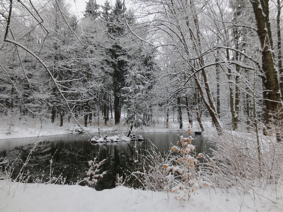 Winter Wald Waldsee - Kostenloses Foto auf Pixabay - Pixabay