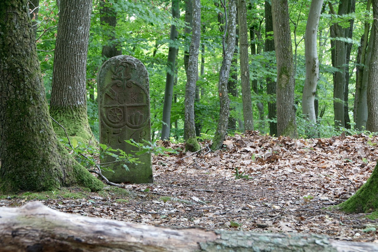 Skog Natur Landmark - Gratis foto på Pixabay - Pixabay
