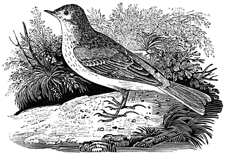 Download Tree Pipit, Bird, Pipit. Royalty-Free Stock Illustration Image ...