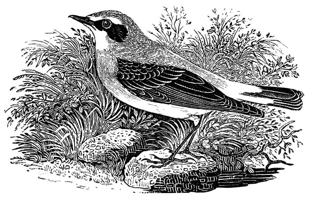 20+ Free Wheatear & Nature Images - Pixabay