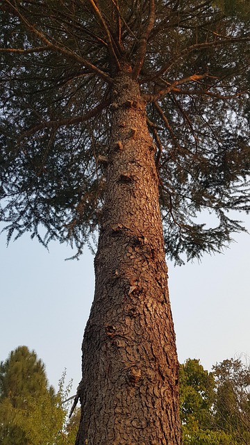 Deodar Tree Almora - Free photo on Pixabay - Pixabay