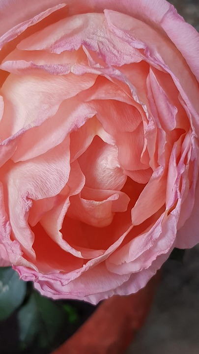 Rose Fleur Amour - Photo gratuite sur Pixabay - Pixabay