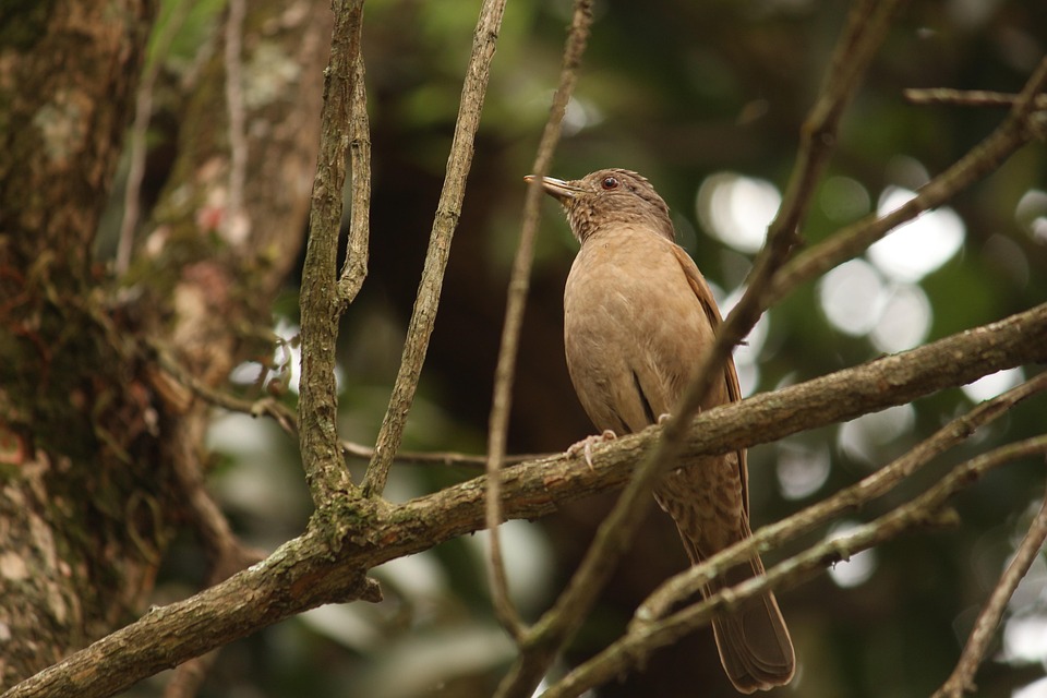 Bird Branches Perched - Free photo on Pixabay