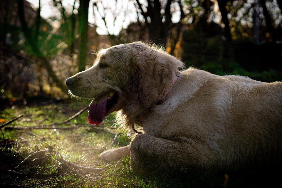 White Labrador Golden - Free photo on Pixabay - Pixabay