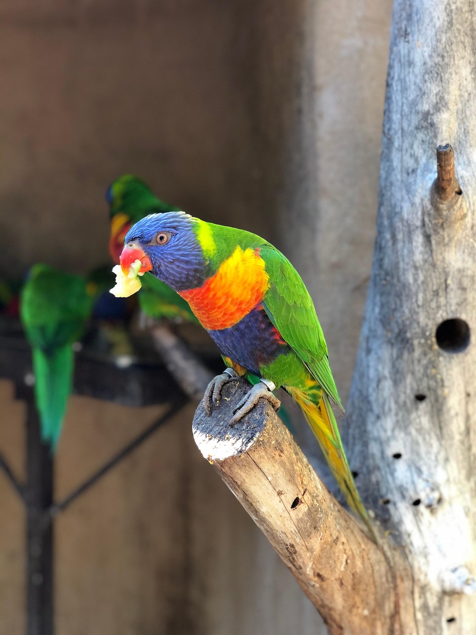 Ara Bird Parrot - Free photo on Pixabay