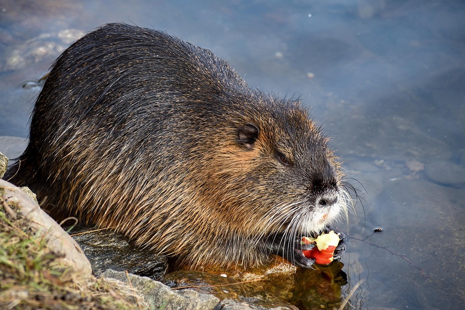 Otter Rodent River - Free photo on Pixabay