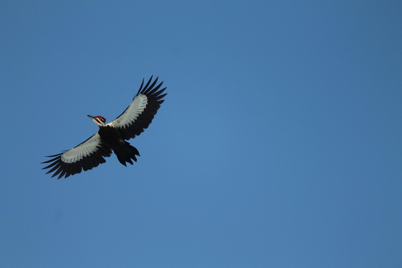 Pájaro Carpintero Cielo Azul Alas - Foto gratis en Pixabay