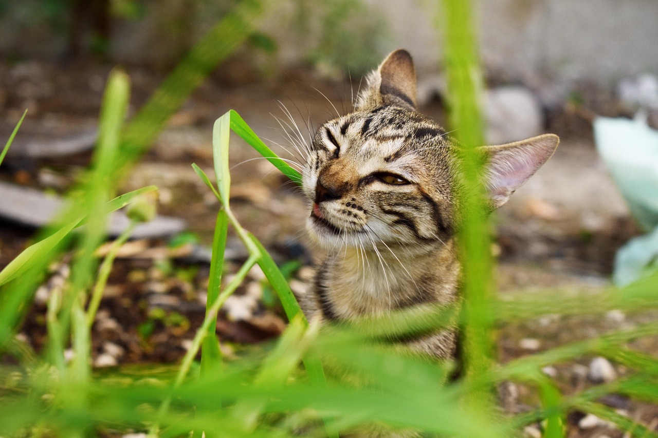90+ Free Cat Eating & Cat Images - Pixabay