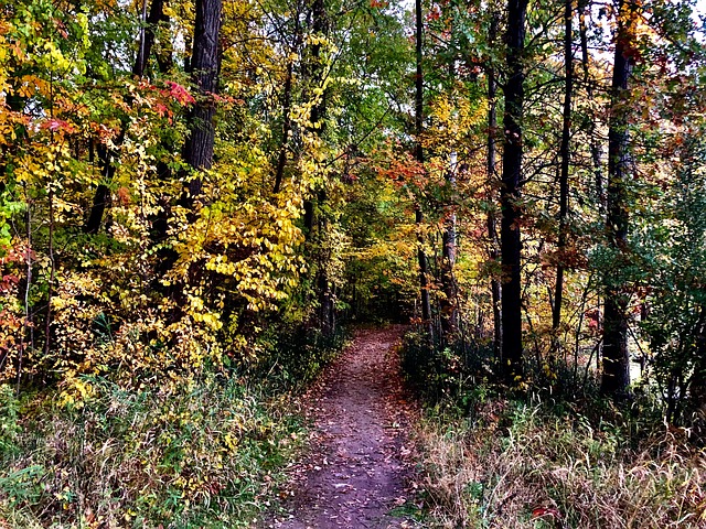Toamna Natura Copac - Fotografie gratuită pe Pixabay - Pixabay