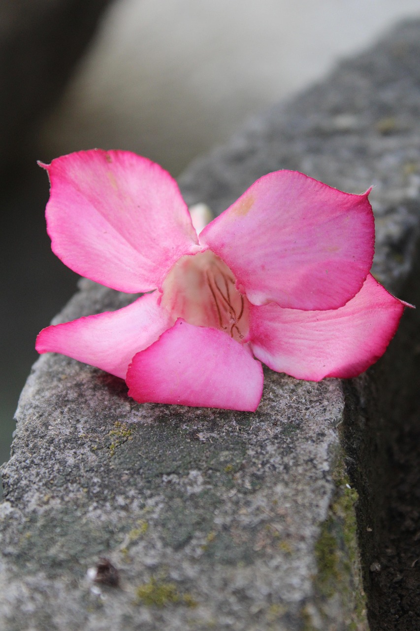 80+ Free Bunga & Nature Images - Pixabay