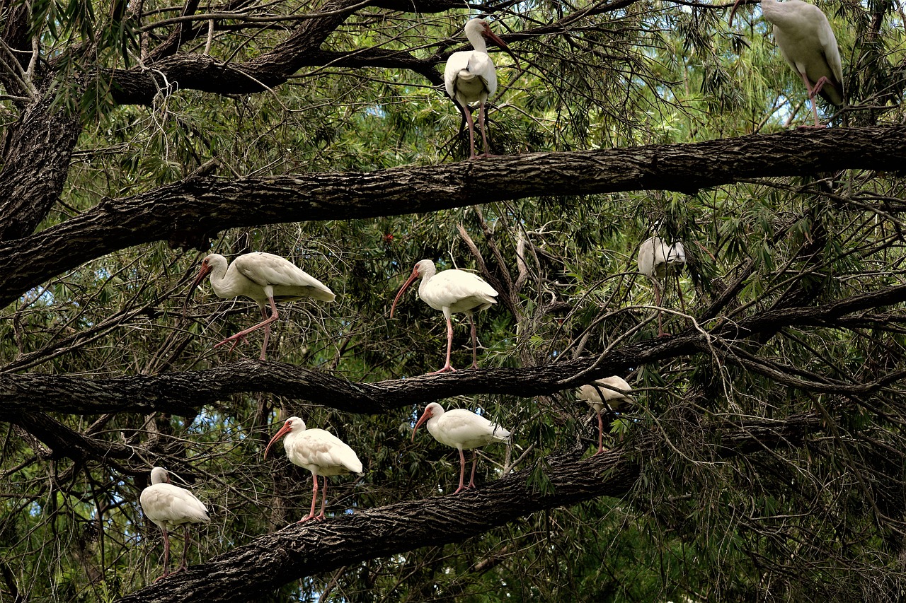 Ibis Birds Tree Flock - Free photo on Pixabay