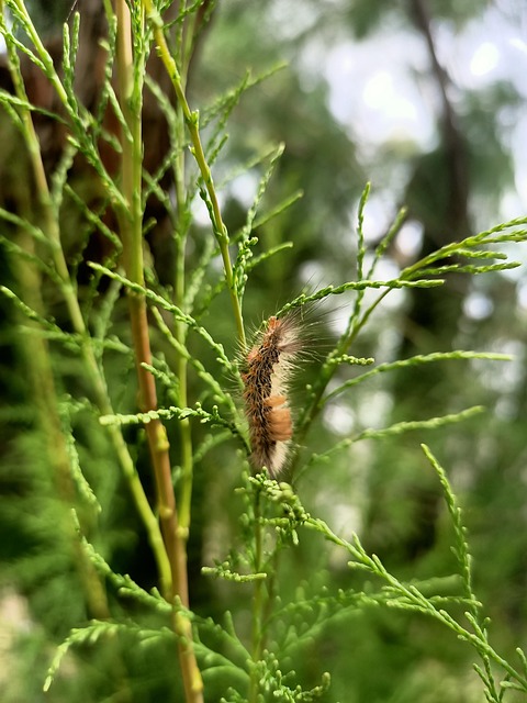Chenille Moelleuse Vert Nature - Photo gratuite sur Pixabay - Pixabay