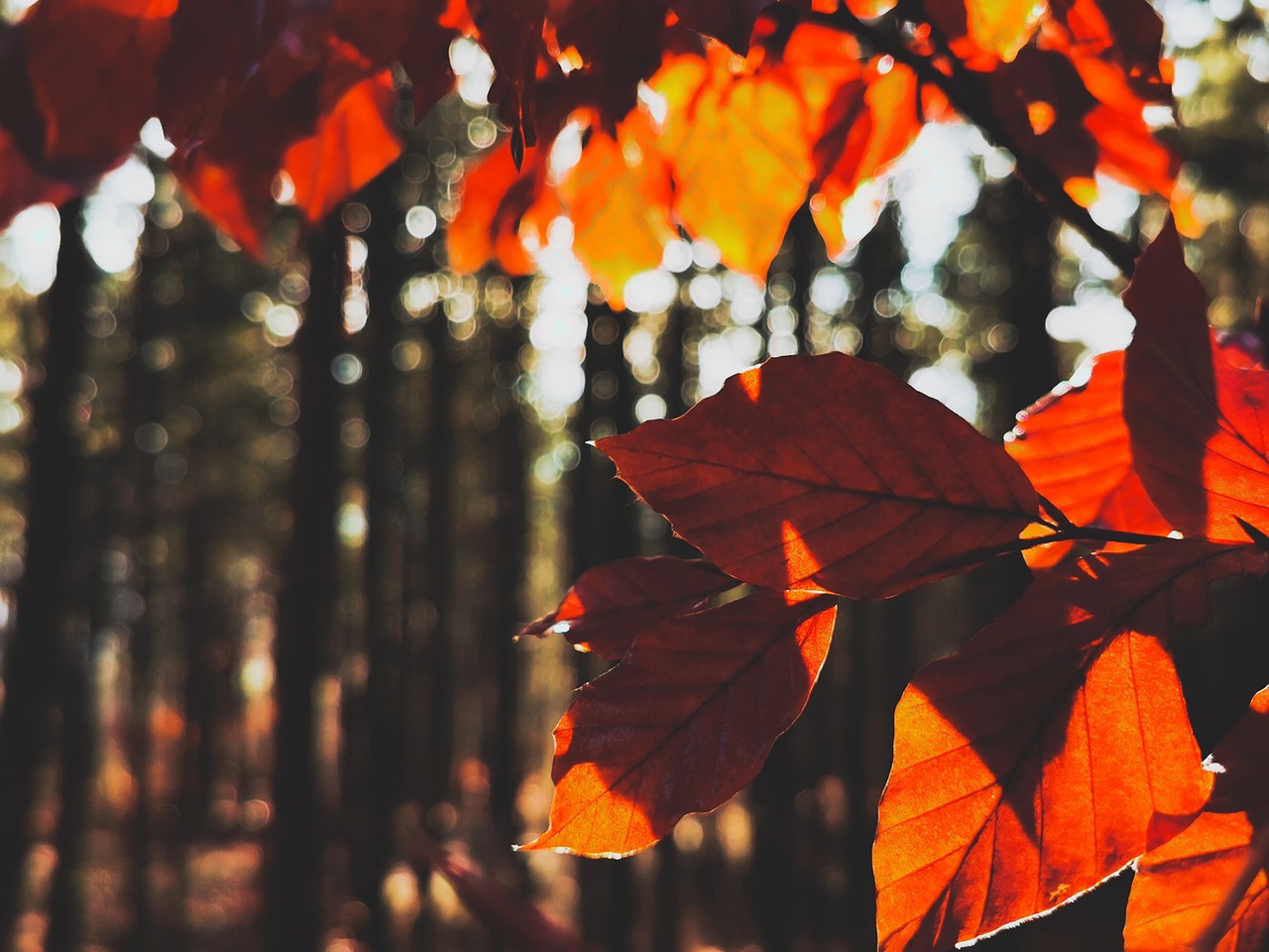 Leaves Forest Free Photo On Pixabay Pixabay