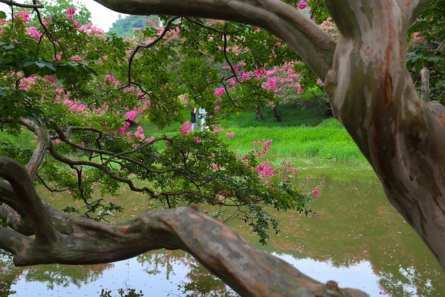 Myung Okheon Old Tree Damyang - Free photo on Pixabay - Pixabay