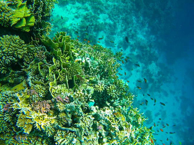 Barrierreef Hamataisland - Free photo on Pixabay - Pixabay