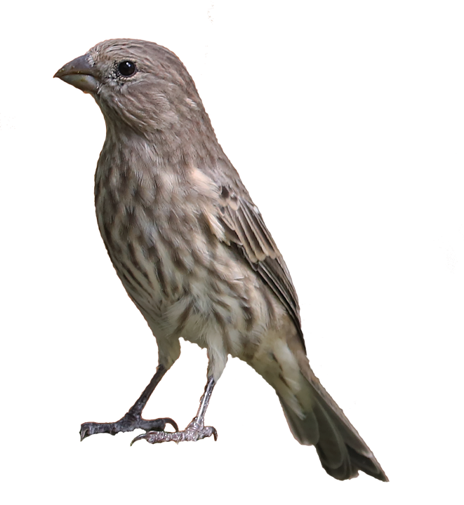 Huset Finch Fugl Brown - Gratis bilde på Pixabay