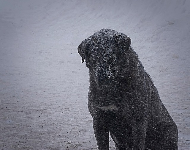 Dog Winter Snow Storm - Free photo on Pixabay - Pixabay