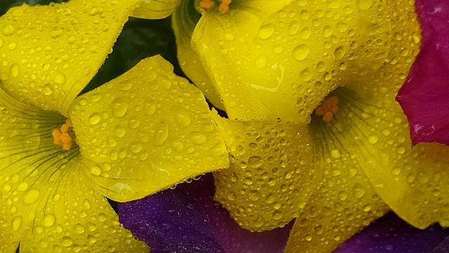 Flores Colores Amarillo - Kostenloses Foto auf Pixabay - Pixabay