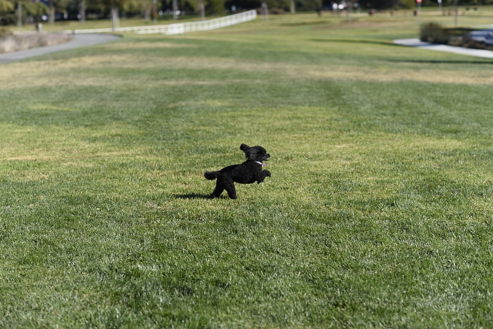 Poodle Park Running - Free photo on Pixabay - Pixabay