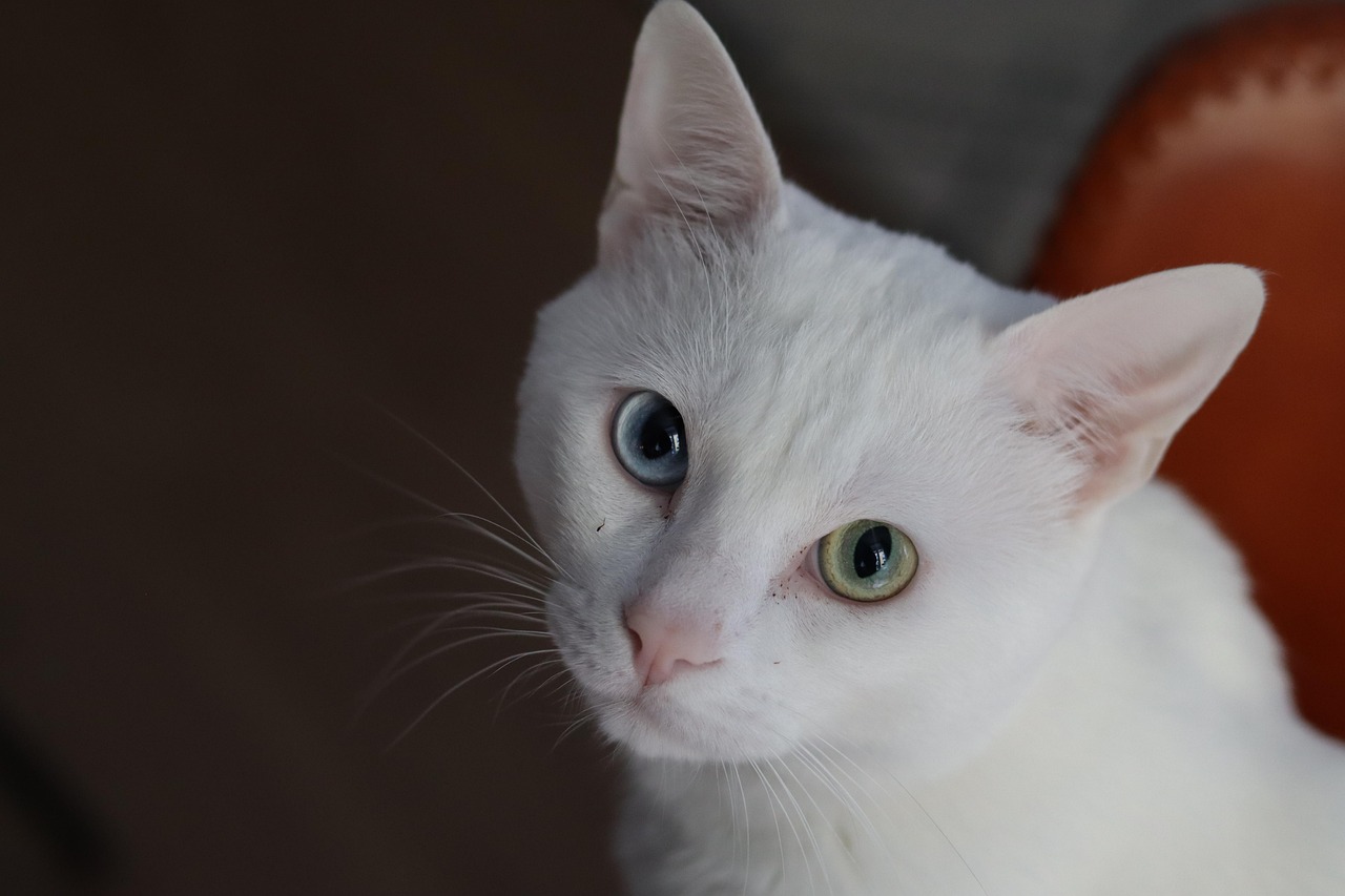 Cat Animal De Compagnie - Photo gratuite sur Pixabay - Pixabay