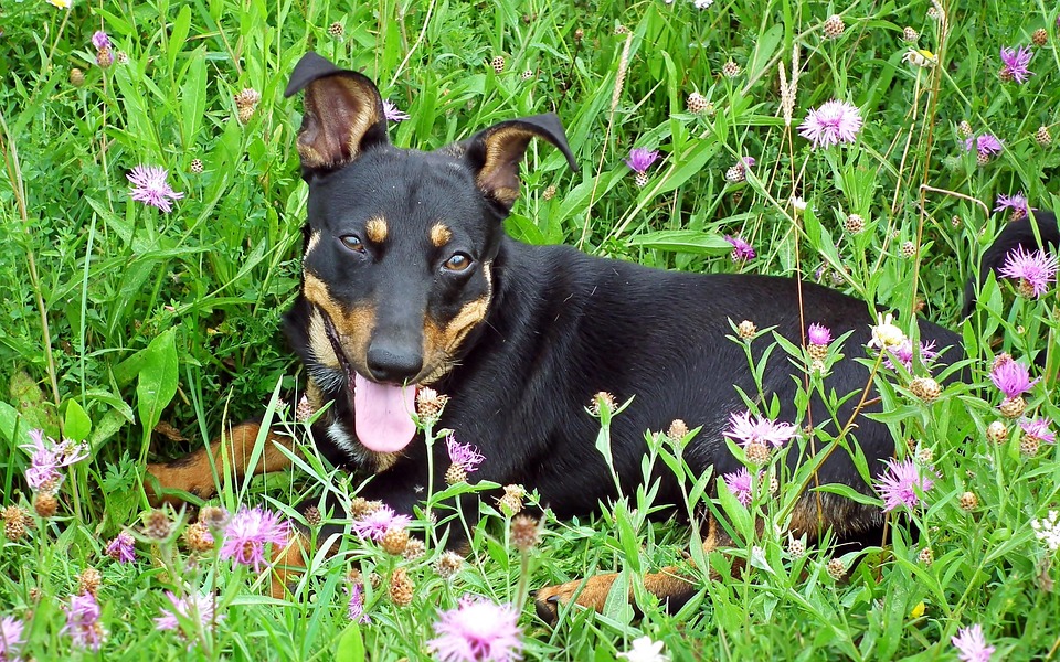 Perro Animales Cachorro - Foto gratis en Pixabay - Pixabay