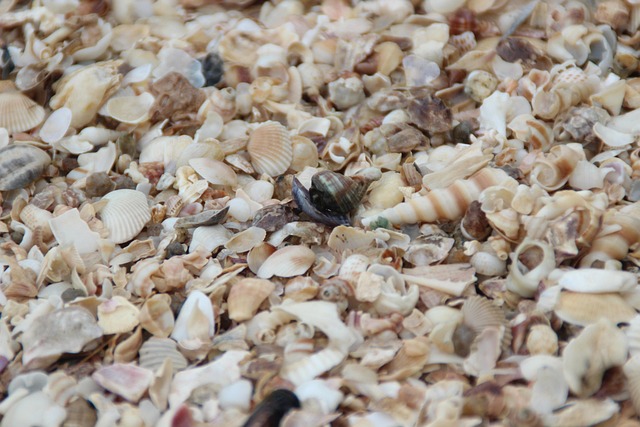 Sea Beach Sand - Free photo on Pixabay - Pixabay