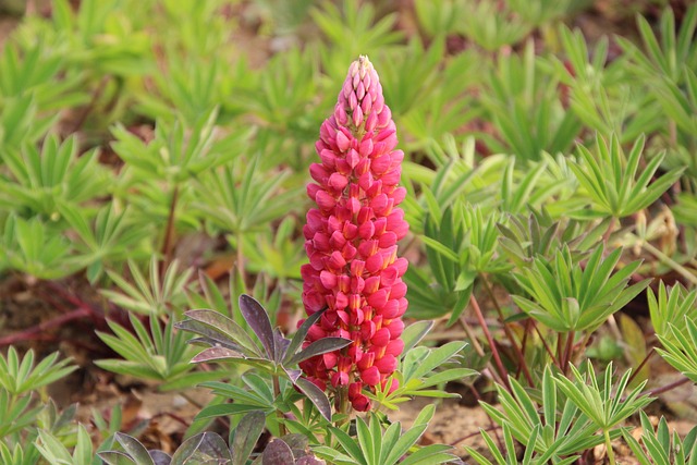 Dull Ice Flower Lupin Lupine - Free photo on Pixabay - Pixabay
