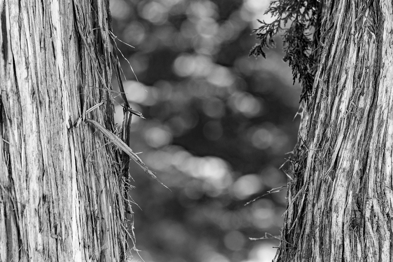 Bois Tronc Aboyer - Photo gratuite sur Pixabay - Pixabay