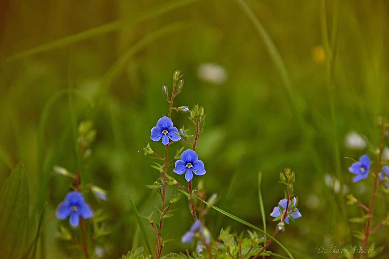 Color Macro Photo - Free photo on Pixabay - Pixabay