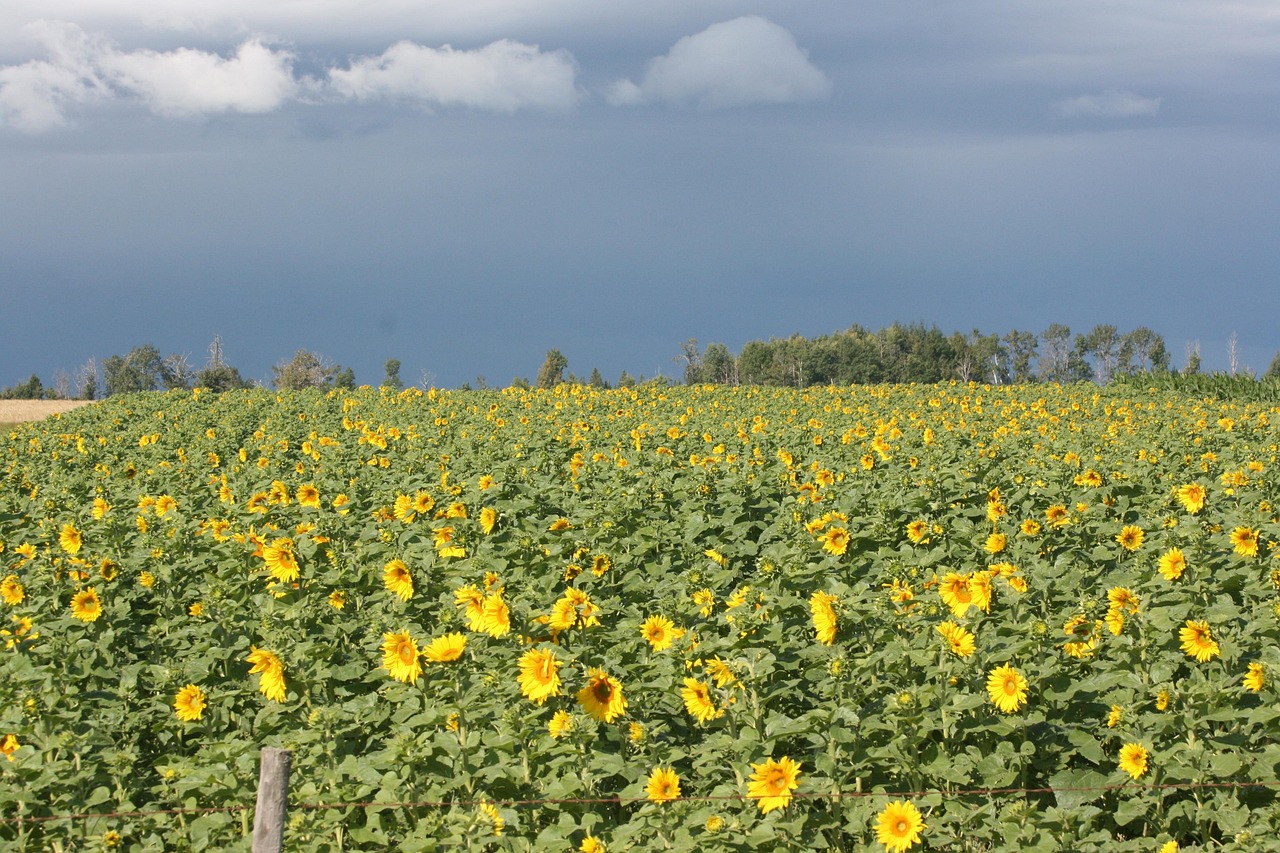 Sonnenblumen Landschaft Sommer - Kostenloses Foto auf Pixabay