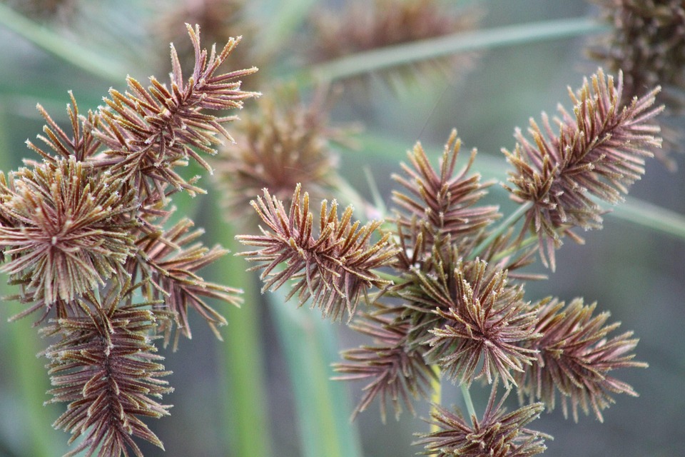 Gras Flatsedges - Kostenloses Foto auf Pixabay - Pixabay