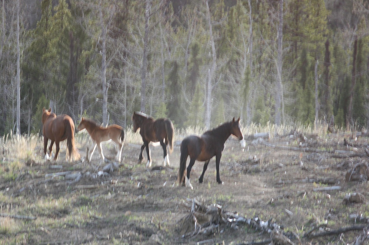 Les Chevaux Sauvage Animaux - Photo gratuite sur Pixabay - Pixabay