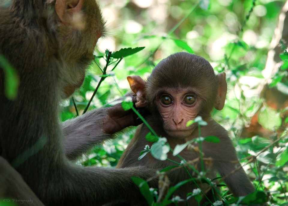 Rhesus Affe Tier - Kostenloses Foto auf Pixabay - Pixabay