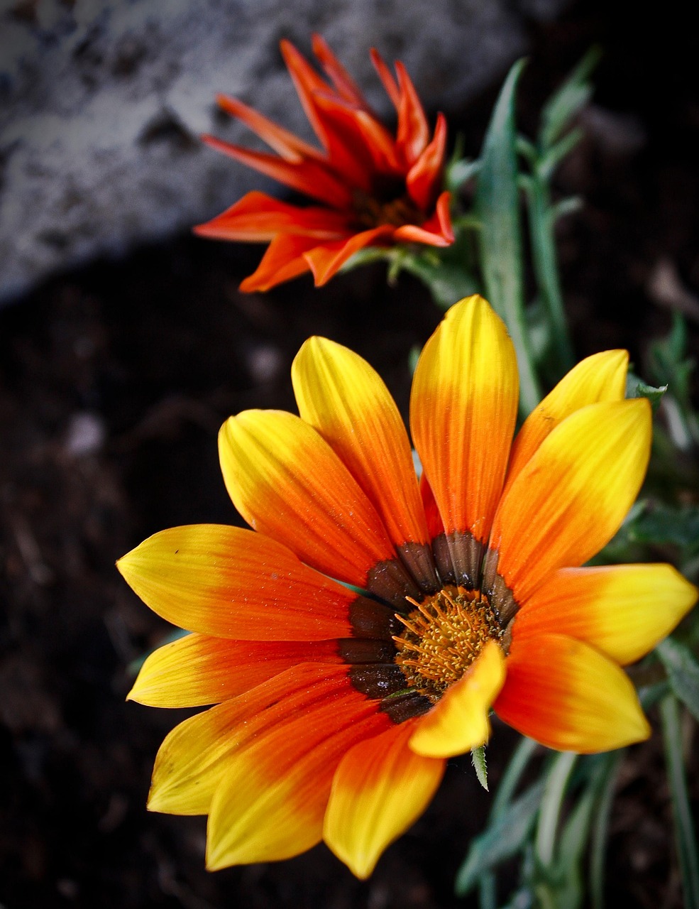 Flower Plant Garden - Free photo on Pixabay