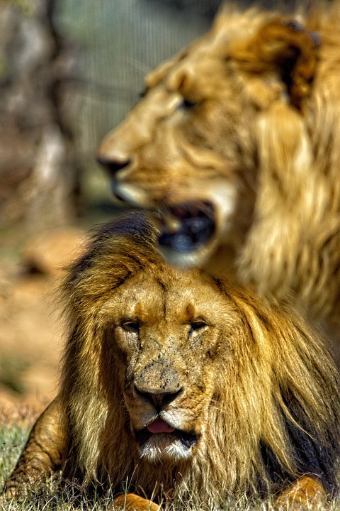 Lion Mane Male - Free photo on Pixabay - Pixabay