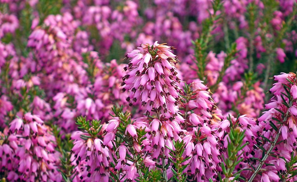 Brezo Flores Naturaleza - Foto gratis en Pixabay - Pixabay