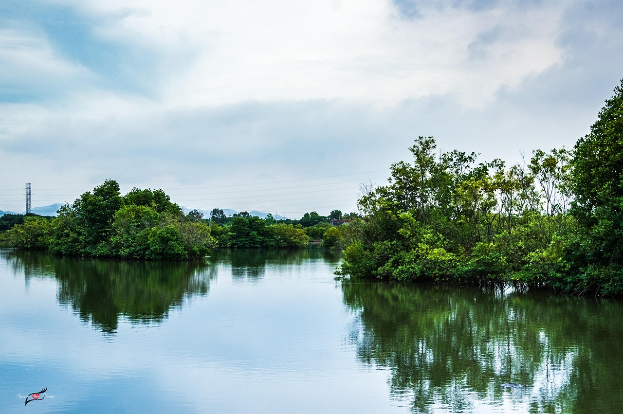 Go Gang'S Swamp Vung Tau Vietnam - Photo gratuite sur Pixabay - Pixabay
