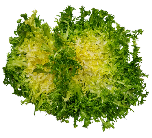 100+ Free Frise & Bichon Frise Images