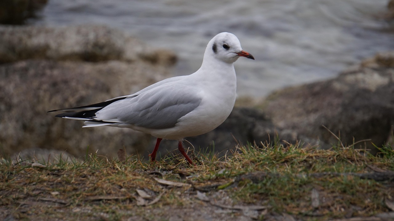 Seagull Bird Feathers - Free photo on Pixabay - Pixabay