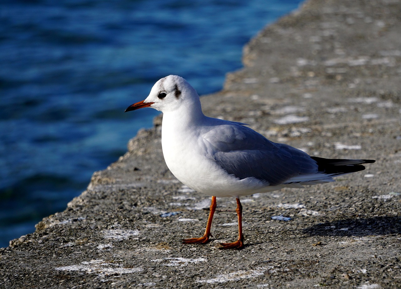 Seagull Bird Feathers - Free photo on Pixabay - Pixabay