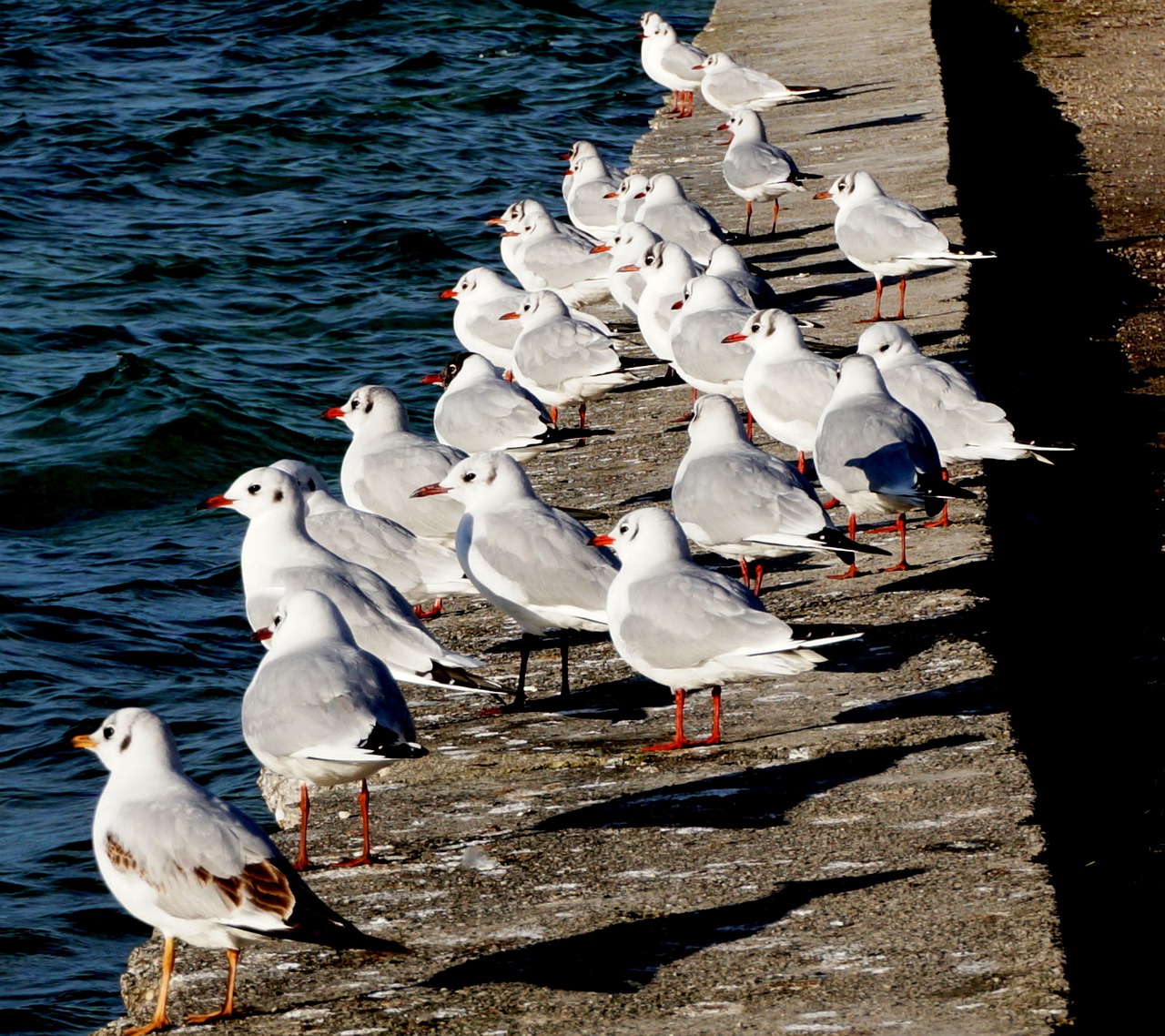 Seagulls Flock Birds Of - Free photo on Pixabay