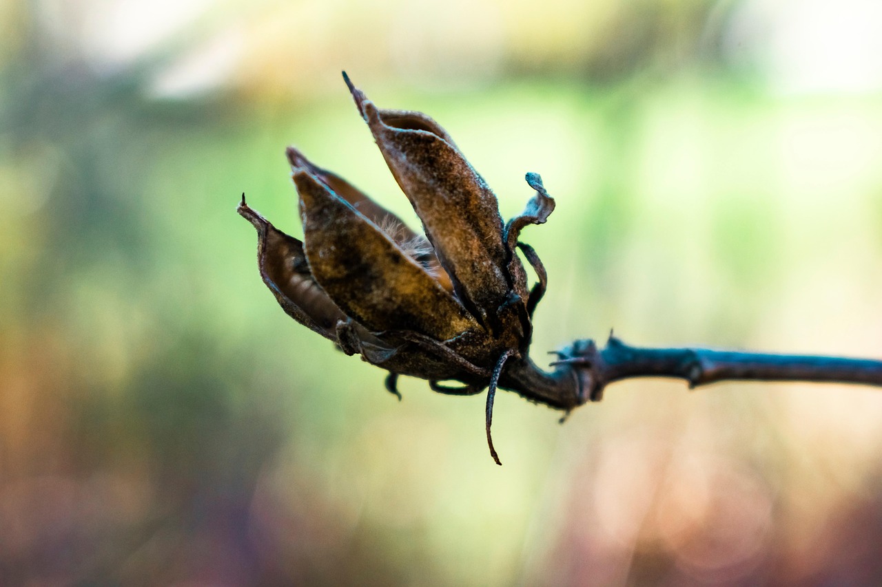 Bunga Kering Herba - Foto gratis di Pixabay - Pixabay