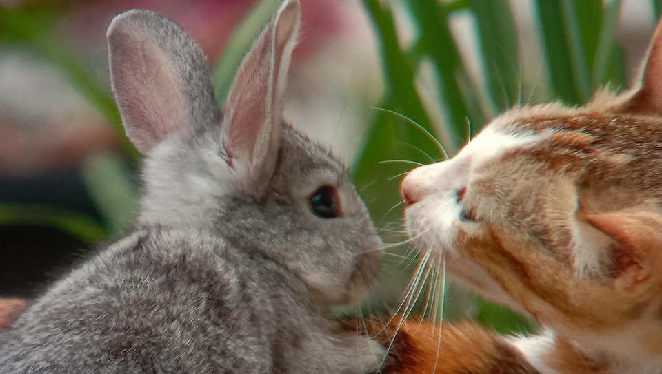 Conejo Gato - Foto gratis en Pixabay - Pixabay