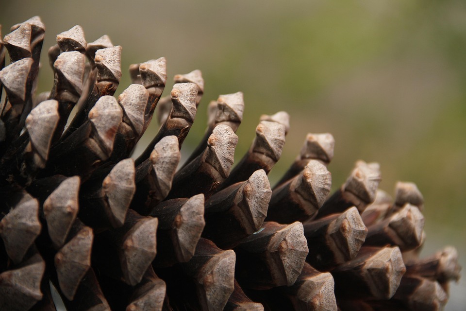 Pine Cone Macro - Free photo on Pixabay - Pixabay